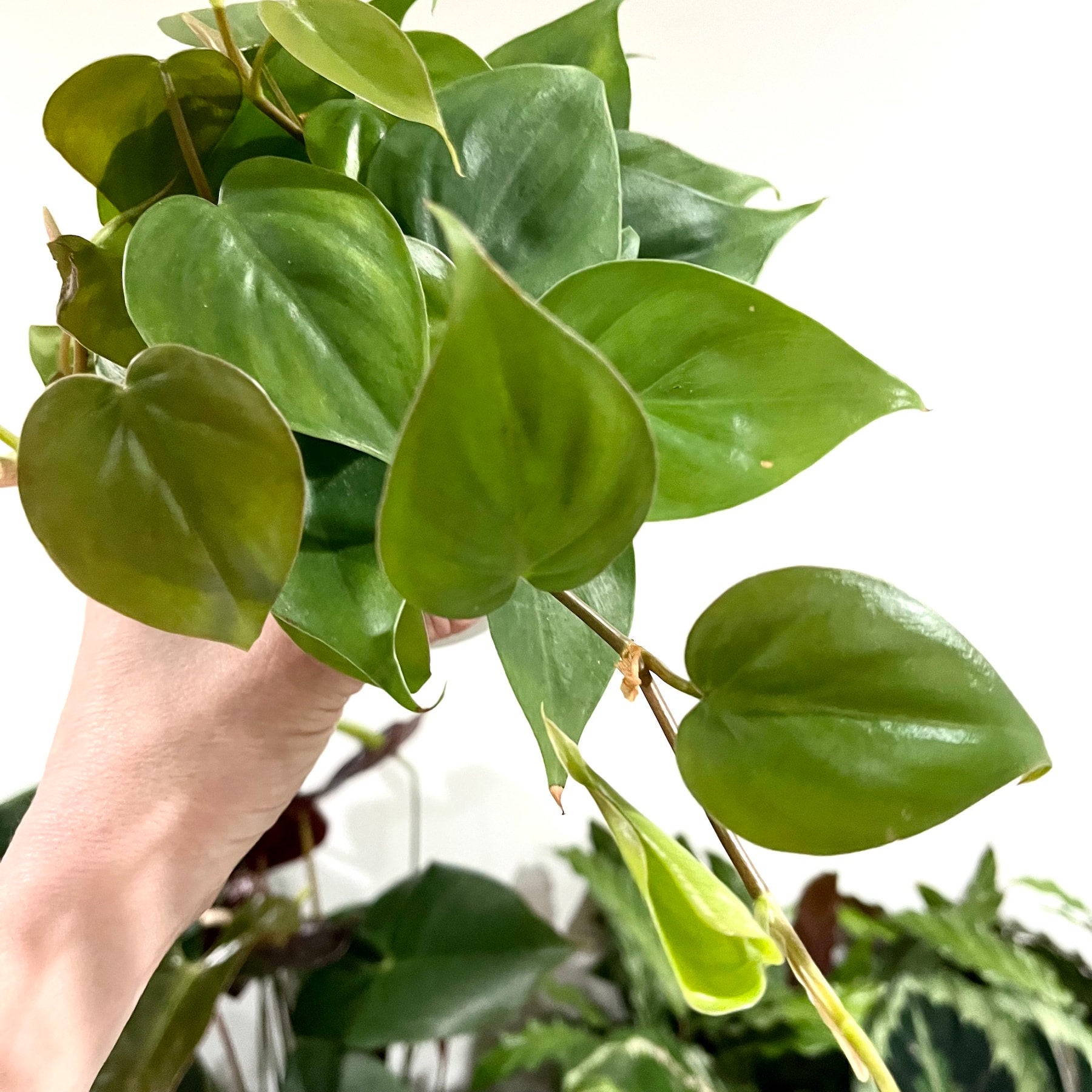 Heartleaf Philodendron